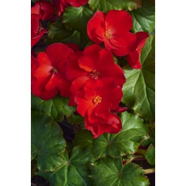 Dreams® Garden MacaRouge Begonia, Begonia 'Macarouge', Monrovia Plant