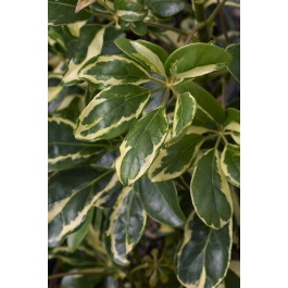 Variegated Dwarf Umbrella Plant, Schefflera arboricola variegated