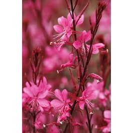 Bantam® Iris Pink Guara, Gaura lindheimeri 'Iris Pink', Monrovia Plant