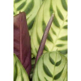 Maranta, Maranta amabilis, Monrovia Plant