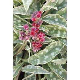 Raspberry Frost Lungwort, Pulmonaria 'Raspberry Frost', Monrovia Plant