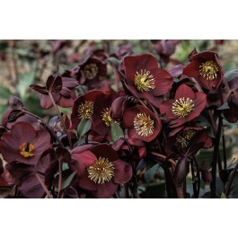 Ice N' Roses® Merlot Hellebore, Helleborus x iburgensis, Monrovia Plant