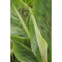 Grand Nain Banana, Musa acuminata 'Grande Nain', Monrovia Plant