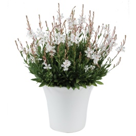 Steffi™ White Gaura, Gaura lindheimeri, Monrovia Plant