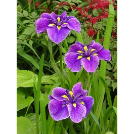 Katy Mendez Japanese Iris, Iris ensata 'Katy Mendez', Monrovia Plant