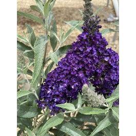 Summer Bird® Midnight Blue Butterfly Bush, Monrovia Plant