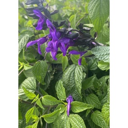 BODACIOUS™ Hummingbird Falls Salvia, Monrovia Plant