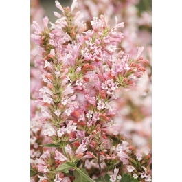 Pink Pearl Agastache, Agastache 'Pink Pearl' PPAF, Monrovia Plant