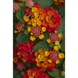 Fiesta™ Picante Lantana, Lantana camara, Monrovia Plant