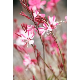 Gambit Variegata Rose Guara, Gaura lindheimeri 'Gambit Variegata Rose'