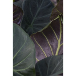 Regal Shields Elephant Ear, Alocasia 'Regal Shields', Monrovia Plant