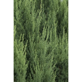 Blue Point Juniper, Juniperus chinensis 'Blue Point', Monrovia Plant