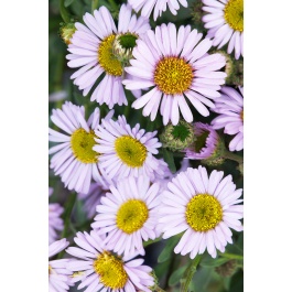 Wayne Roderick Seaside Daisy, Erigeron 'W.R.', Monrovia Plant