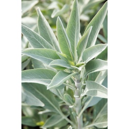 White Sage, Salvia apiana, Monrovia Plant