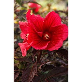 Moonshadow™ Morello Hardy Hibiscus, Hibiscus moscheutos 'Morello' PPAF