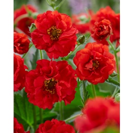 Firestarter Avens, Geum 'Stocrgeu', Monrovia Plant