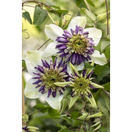 Viennetta™ Clematis, Clematis 'EVIPO006', Monrovia Plant