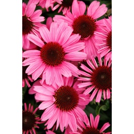 SunMagic Vintage Hot Pink Coneflower, Echinacea 'Vintage Hot Pink'