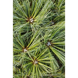 Blue Shag Eastern White Pine, Pinus strobus 'Blue Shag', Monrovia Plant