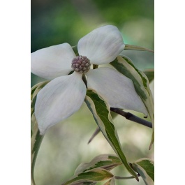 Samaritan® Chinese Dogwood, Cornus kousa ssp. 'Samzam', Monrovia Plant