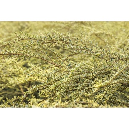 Variegated Box-Leaf Azara, Azara microphylla 'Variegata', Monrovia Plant