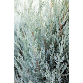 Moonglow Juniper, Juniperus scopulorum 'Moonglow', Monrovia Plant