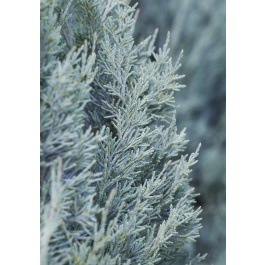 Wichita Blue Juniper, Juniperus scopulorum 'Wichita Blue', Monrovia Plant