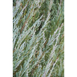 Blue Arrow Juniper, Juniperus scopulorum 'Blue Arrow', Monrovia Plant