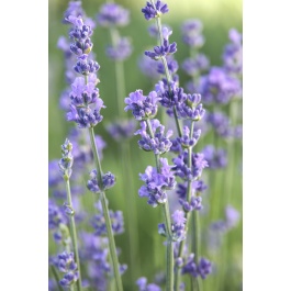 Munstead Lavender, Lavandula angustifolia 'Munstead', Monrovia Plant
