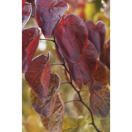 Merlot Redbud, Cercis x 'Merlot' PP #22,297, Monrovia Plant