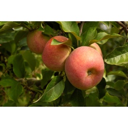 Fuji Apple, Malus domestica 'Fuji', Monrovia Plant