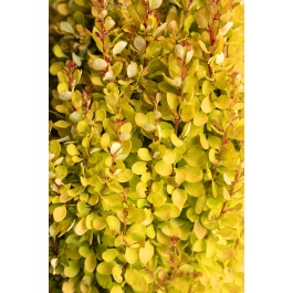 Golden Rocket Barberry, Berberis thunbergii 'Golden Rocket' PP #18,626