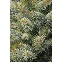 Bruns Serbian Spruce, Picea omorika 'Bruns', Monrovia Plant