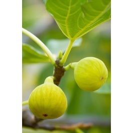 Desert King Fig, Ficus carica 'Desert King', Monrovia Plant