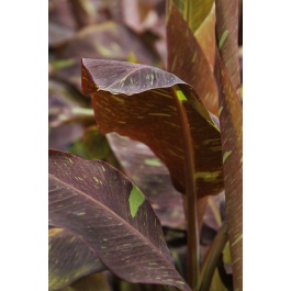 Siam Ruby Banana, Musa 'Siam Ruby', Monrovia Plant