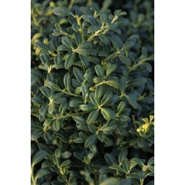 Soft Touch Compact Japanese Holly, Ilex crenata 'Soft Touch'