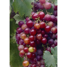 Ruby Seedless Grape, Vitis vinifera 'Ruby Seedless', Monrovia Plant