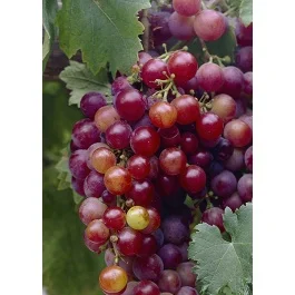 grapes tree information