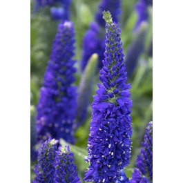 Vernique® Dark Blue Veronica, Veronica longifolia 'Vernique Dark Blue'