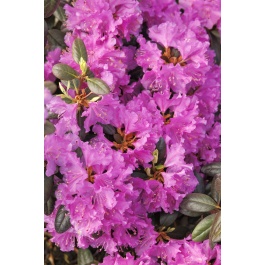 P.J.M. Rhododendron, Rhododendron x 'P.J.M.' (H-1), Monrovia Plant