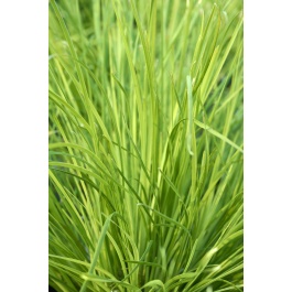 Breeze™ Dwarf Mat Rush, Lomandra longifolia 'LM300', Monrovia Plant