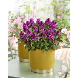 Little Rockstars Red Butterfly Bush, Buddleja davidii 'Botex 09'