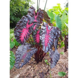 Redemption™ Elephant Ear, Colocasia esculenta 'Corede' PP #34,729