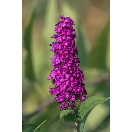 Summer Bird® Magenta Butterfly Bush, Monrovia Plant