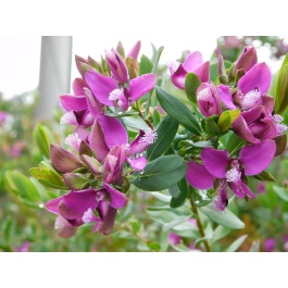 Sweet Pea Shrub, Polygala myrtifolia var. grandiflora, Monrovia Plant