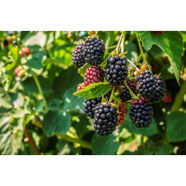 Big Daddy Thornless Blackberry, Rubus , Monrovia Plant