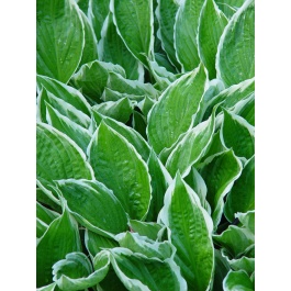 Albo Marginata Hosta, Hosta 'Albo Marginata', Monrovia Plant