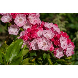 Nipmuck Mountain Laurel, Kalmia latifolia 'Nipmuck', Monrovia Plant