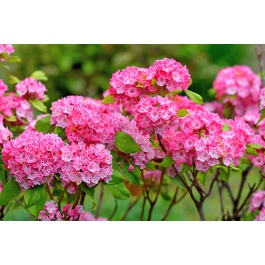 Pink Charm Mountain Laurel, Kalmia latifolia 'Pink Charm', Monrovia Plant