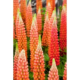 Staircase™ Orange and White Lupine, Lupinus , Monrovia Plant